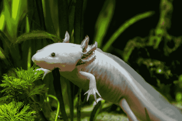 Axolotl Health: Understanding Sickness and Prevention
