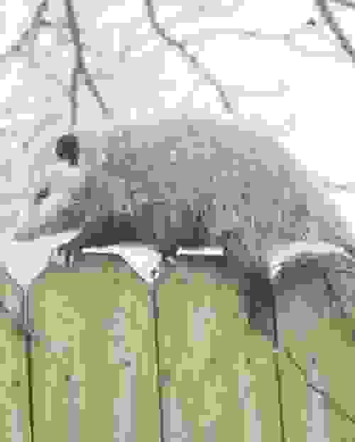 Understanding Possum Behaviour: Tips for Safe Removal i...