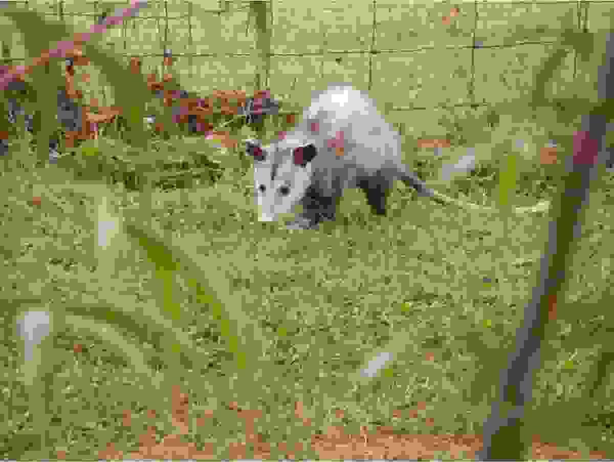 Possum Trouble? Adelaide’s Removal Specialists Are Here...