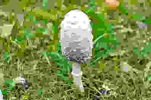 REEST Mushroom Harvesting Robotics Systems a Potential ...