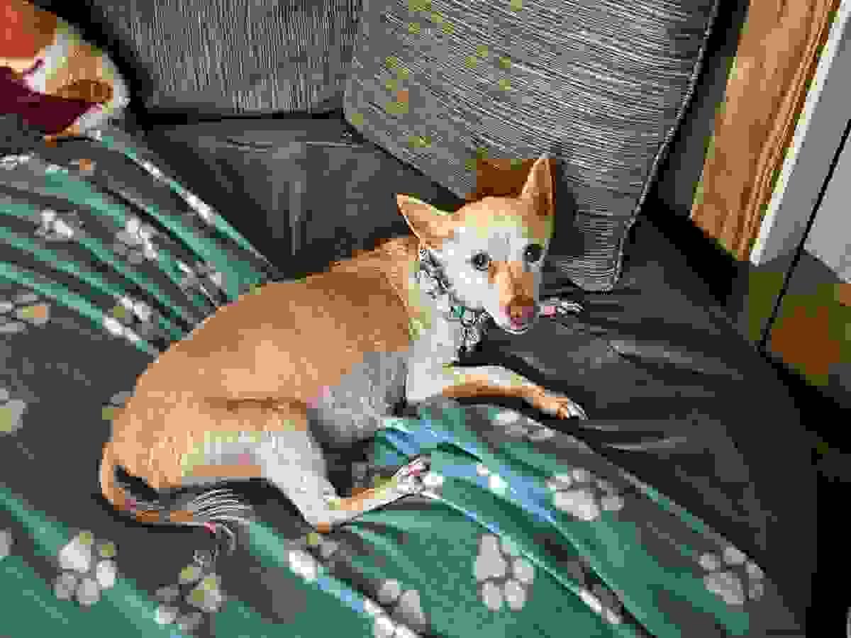 What Is An Animal? Rediscovering the Sacred Lineages of...