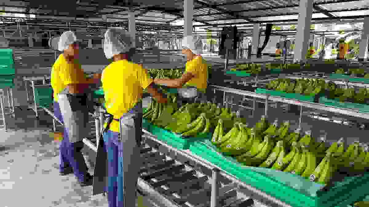 Banana Processing Plant Report 2024, Project Details, R...