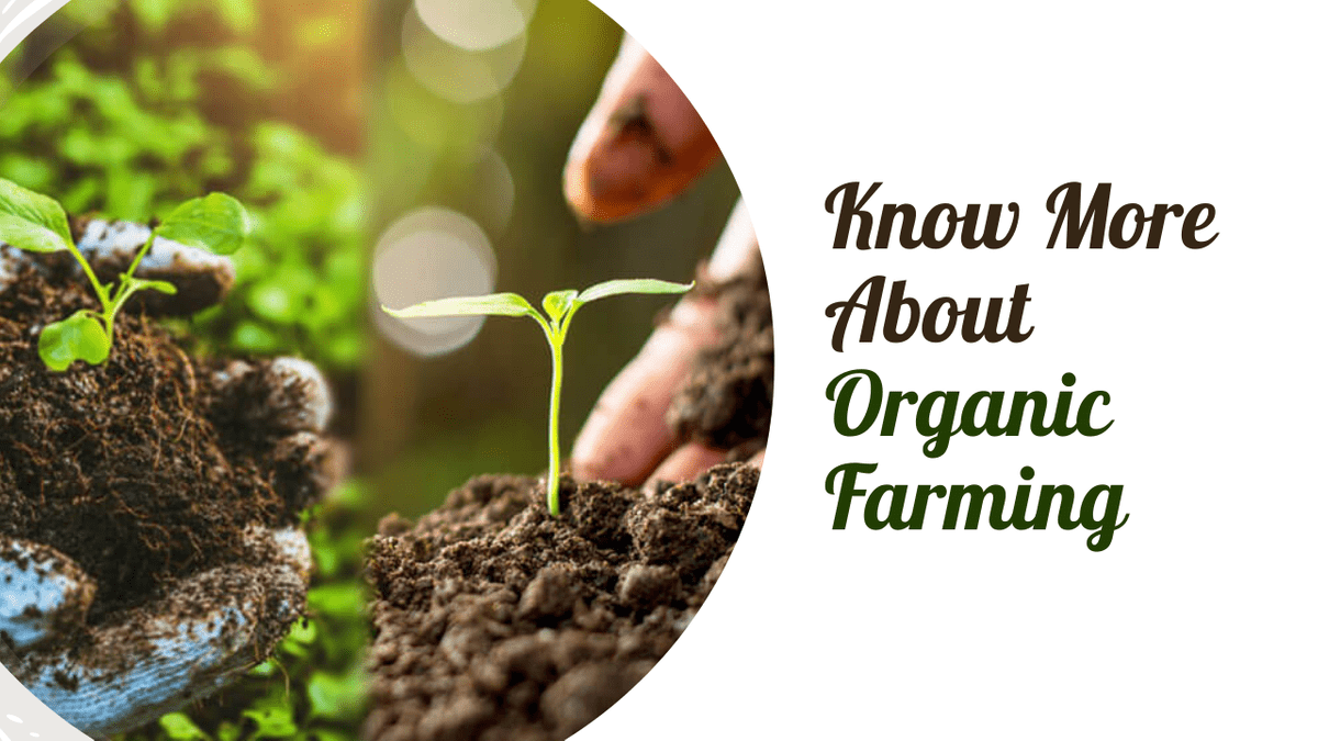 Know More About Organic Farming