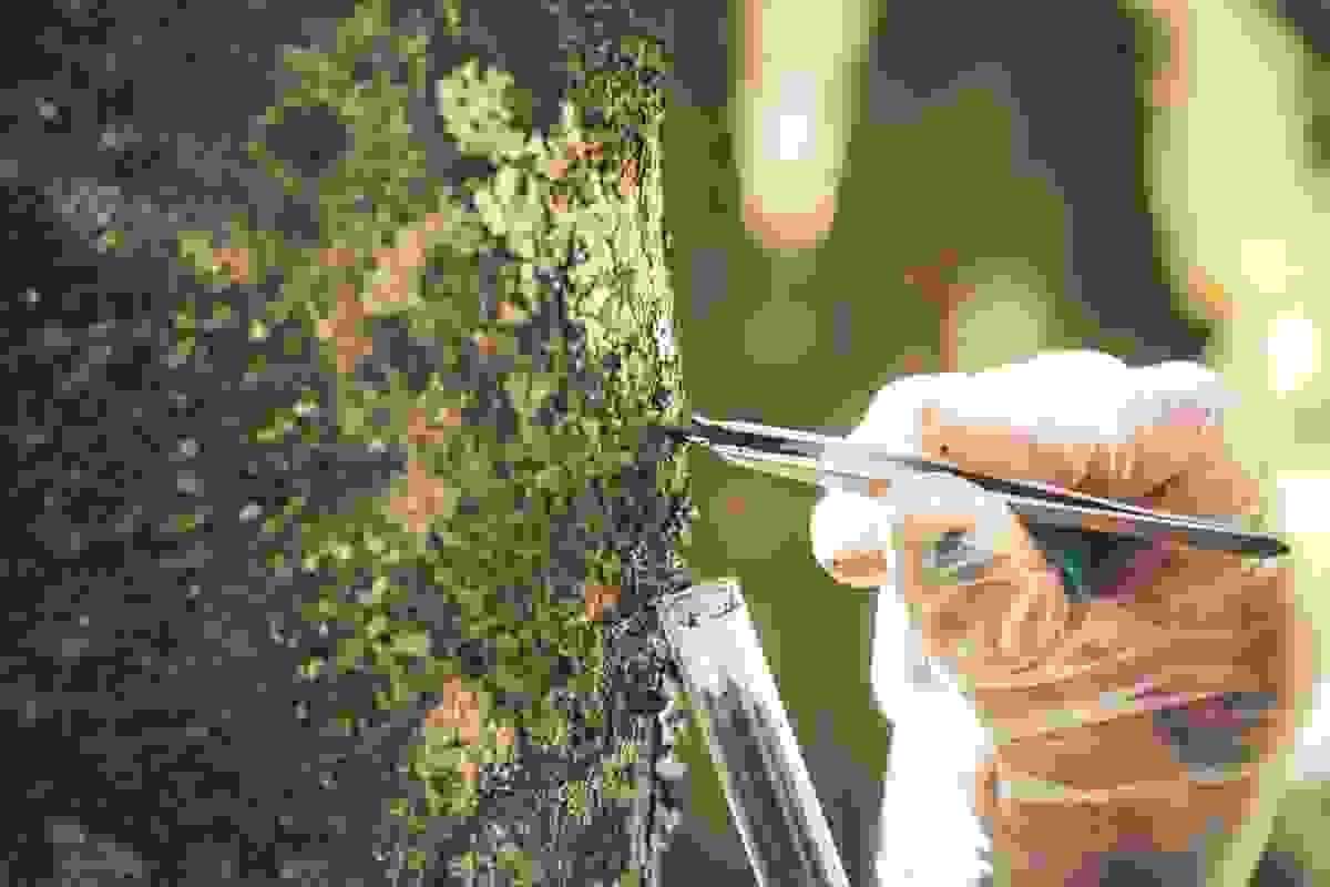 Tree Doctor USA's Handbook: Essential Care Tips for Sic...