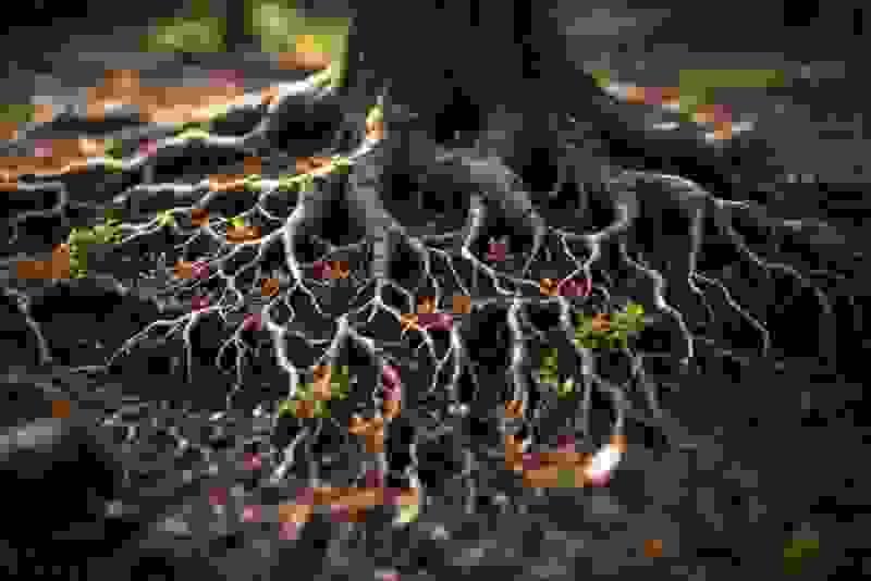 Understanding Tree Root Rot: A Common Yet Manageable Pr...