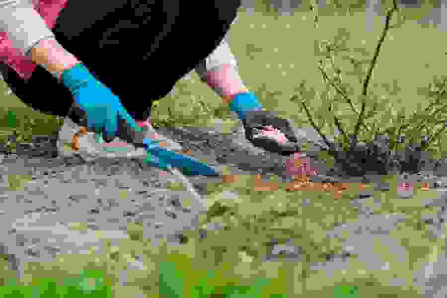 All you Need to Know about Tree Fertilization