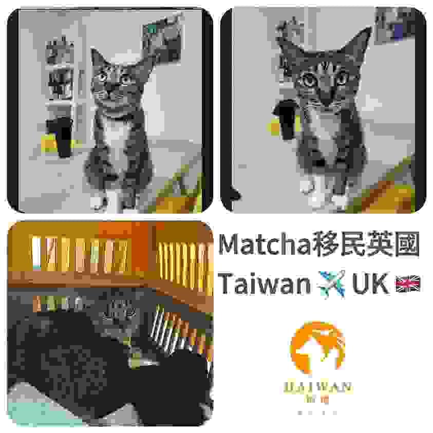Matcha Cat To UK Pet Aboard Matcha Cat To UK Pet Aboard
