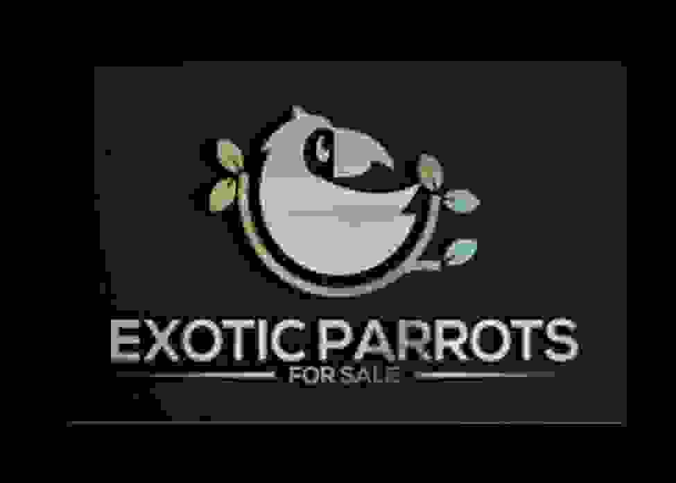 Prime Factors Why You need to Buy A Pet Online