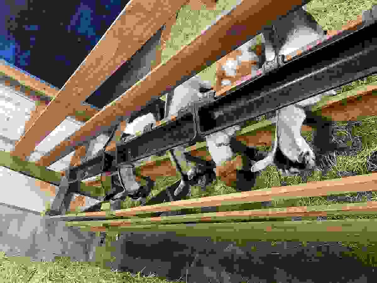 Best Goat Feeder *EVER*