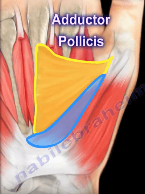 Froment’s Sign - Orthopedics Hand Nerve Injury Nabil Eb...