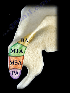 The Acromion - Healthcare bones Orthopaedics Orthopedic...