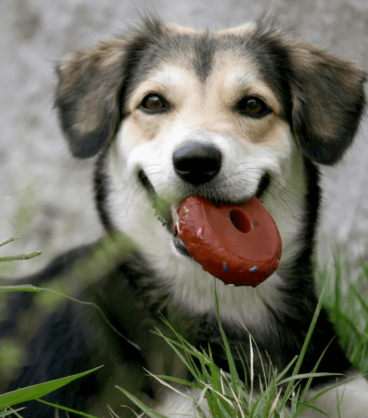 How Do Talking Dog Buttons Really Work?