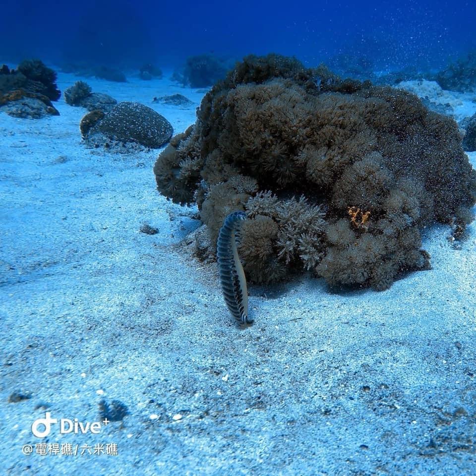 馬來翼海鰓 Pteroeides malayense - Marine Organism