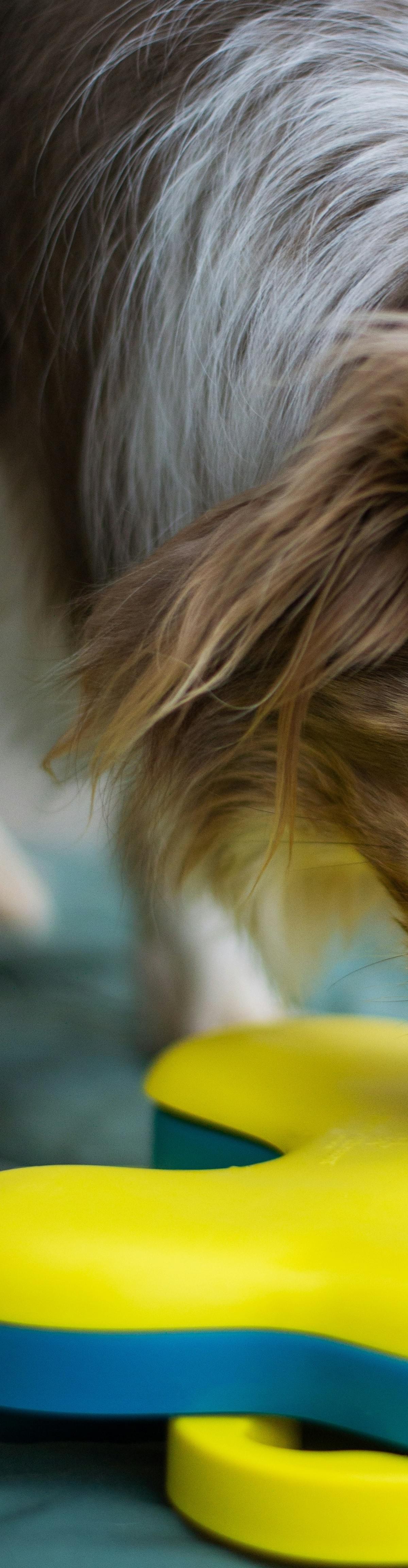 Step-By-Step Guide: How to Train a Dog to Use Buttons E...