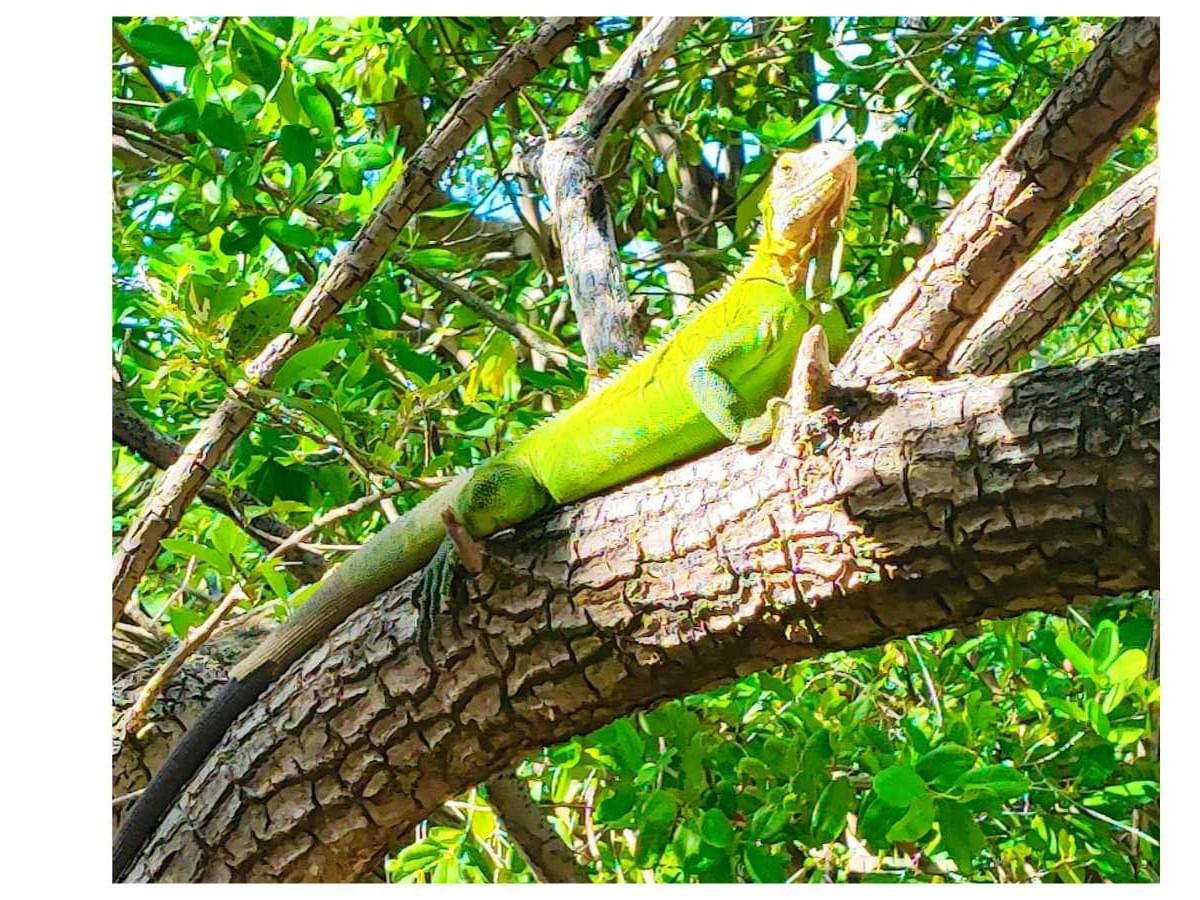 L'iguane péyi : Espèce native des Antilles, menacée d’e...