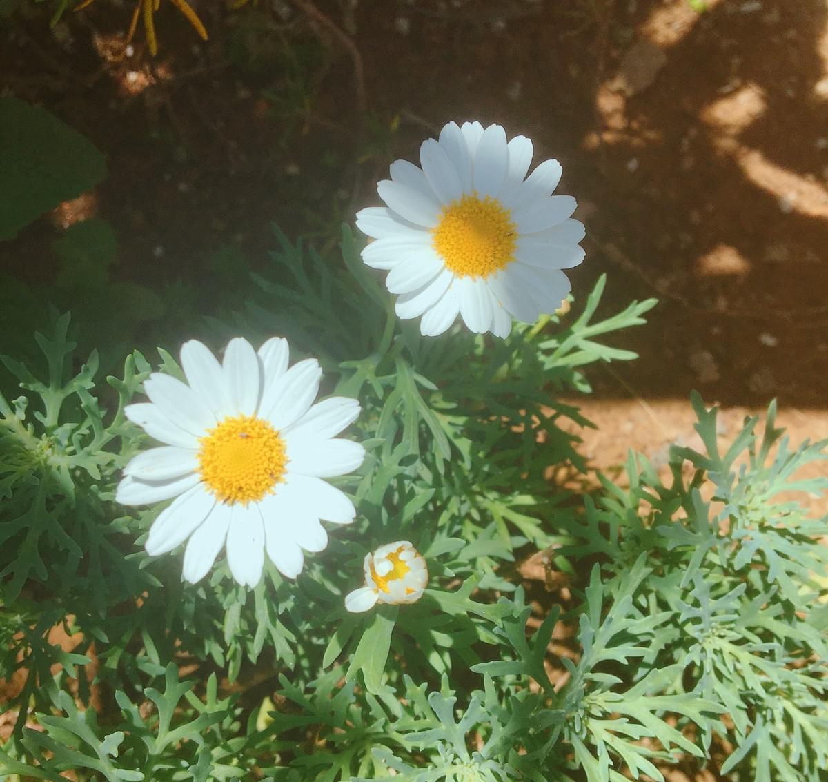 A refreshing afternoon - Diary