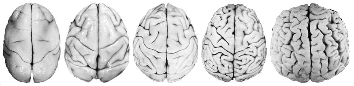 From Primordial Soup to Human Behaviour - Evolution Daw...