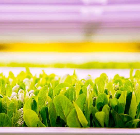 Growy | Next-Level Farm