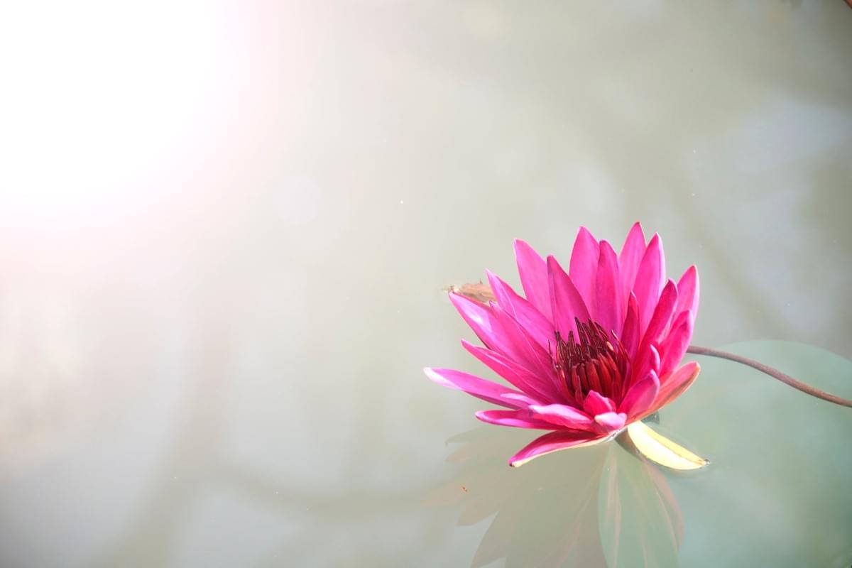 What is the meaning of "One flower, one world"? - Thoug...