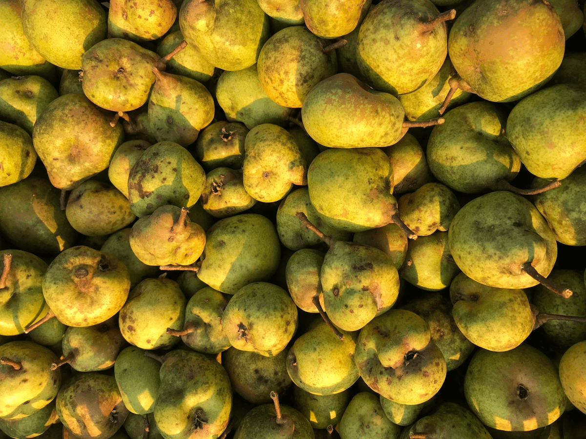 Pears ~ culinary, perry & wild: