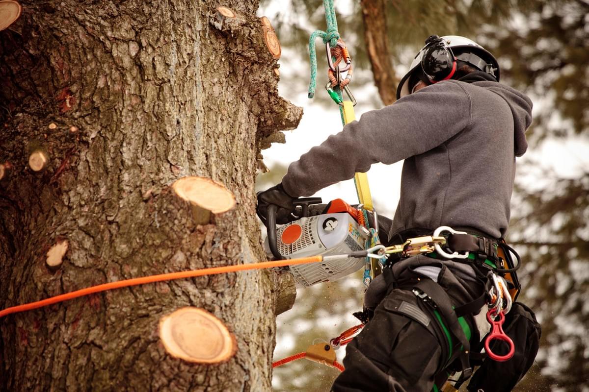 The Best Advice on DIY Tree Removal and Cutting