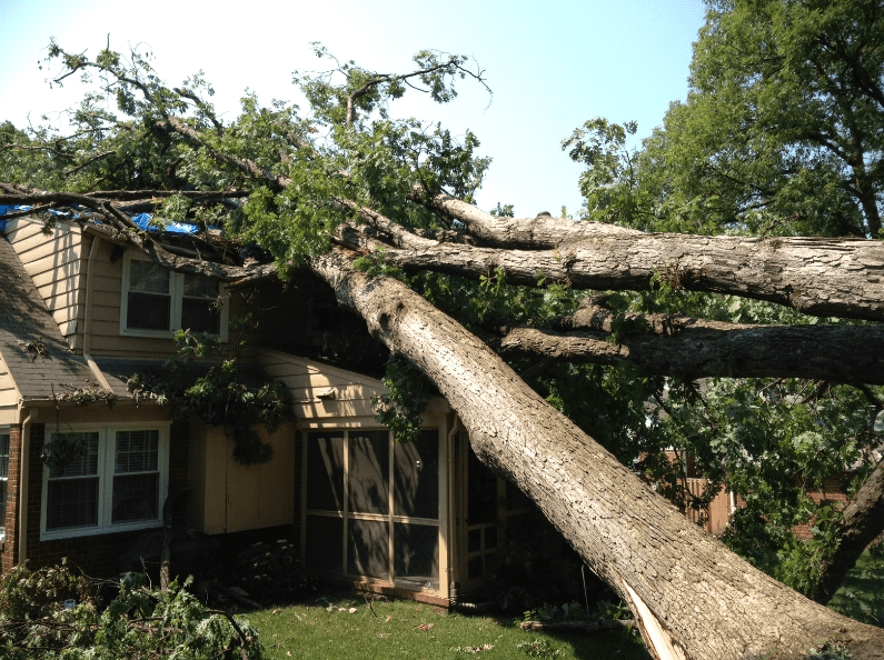 Is Your Tree A Hazard – Tell Tale Signs of Danger - tre...