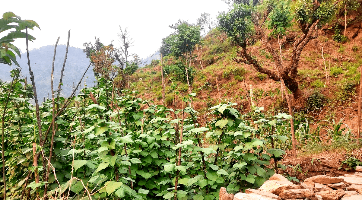 SVSI Collaborated with Ichchhakamana Rural Municipality...