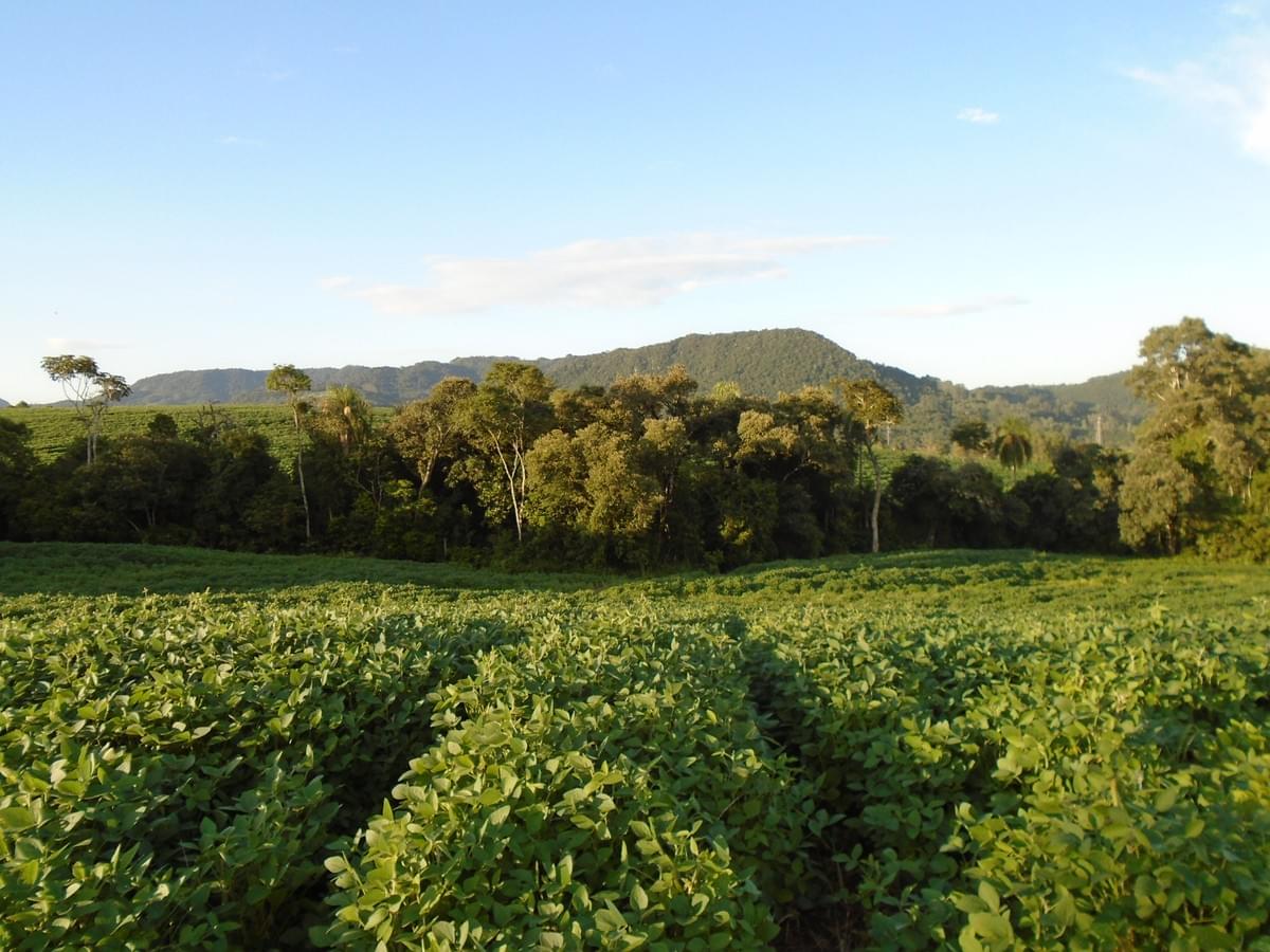 Fifth European Soy Monitor now available