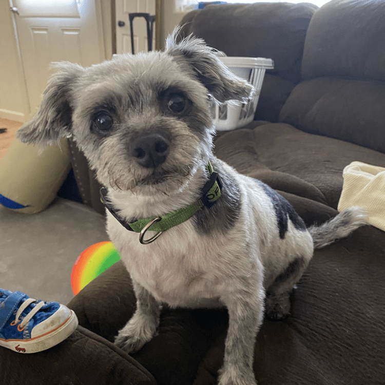 DOGS - Tails as Old as Time