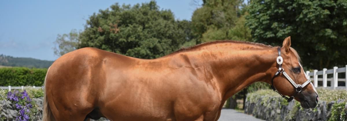 Another milestone for Yellow Jersey