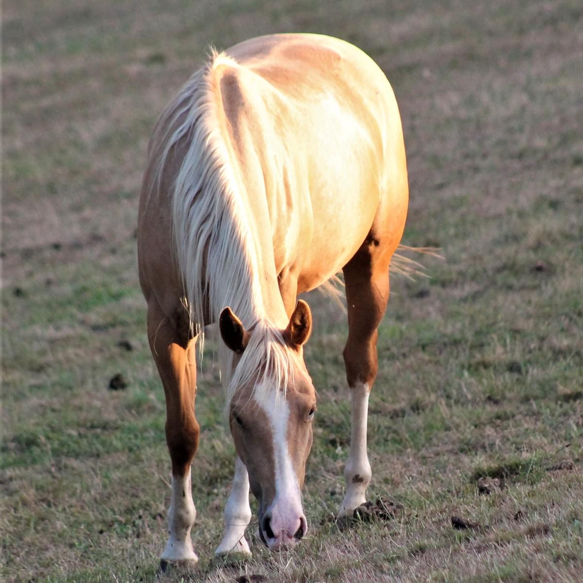 JUMENTS - DG PERFORMANCE HORSES