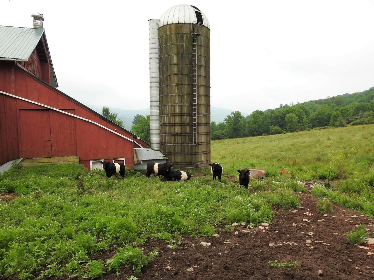 Bramley Mountain Farm - Beef Farm Store