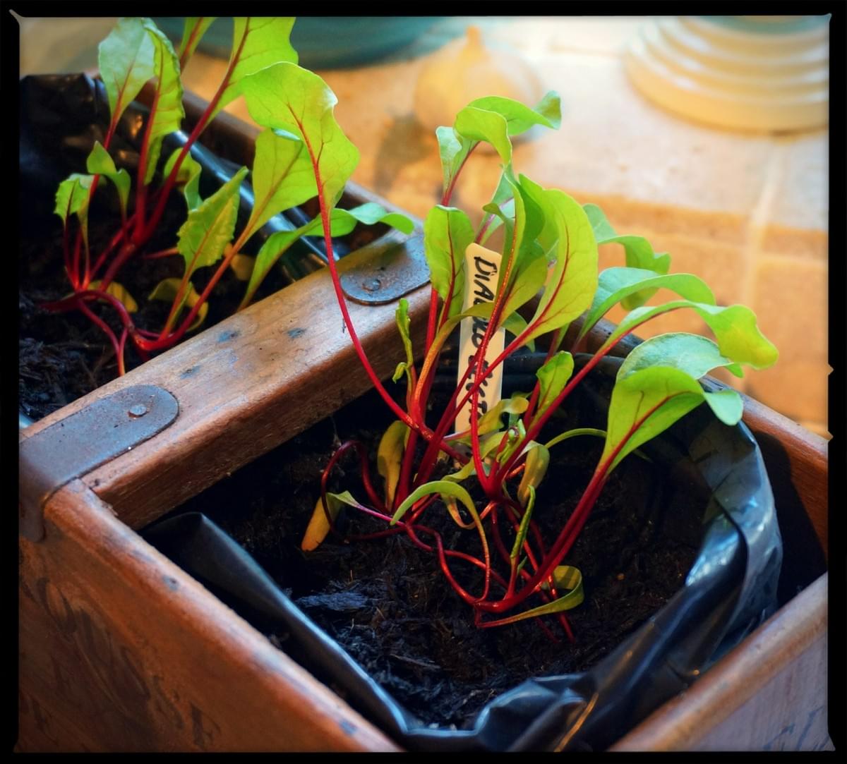 City Salad - Grow an Indoor Beets Box - Indoor Growing ...