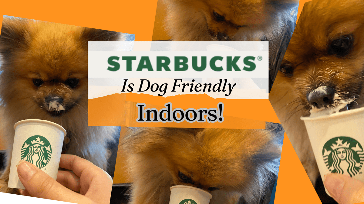 Starbuck Ireland Becomes Dog Friendly - Cafes - Restaur...