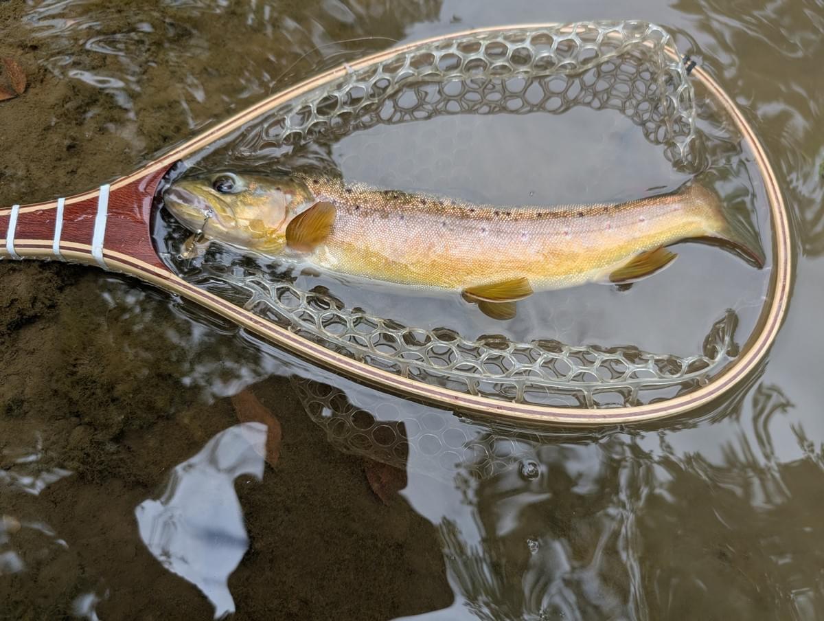 Angler’s Bulletin - BFS Trout Lures