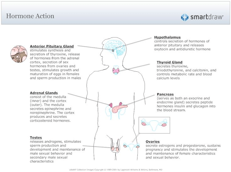 Major endocrine organs and their associated hormones