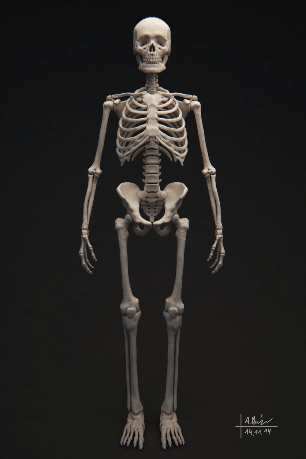 Human skeleton 3d model free download blender