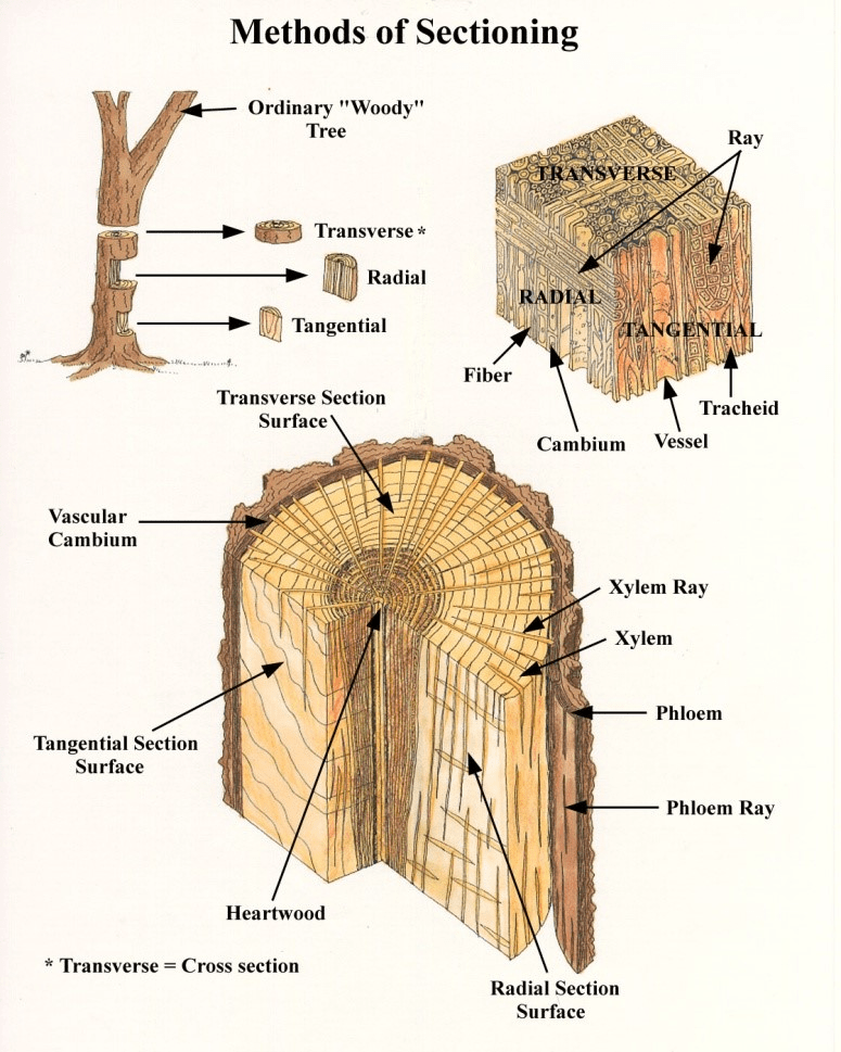 wood cellular structure
