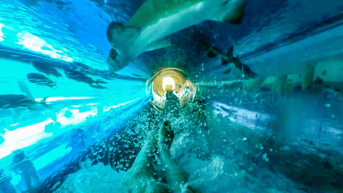 Golden nugget las vegas shark pool
