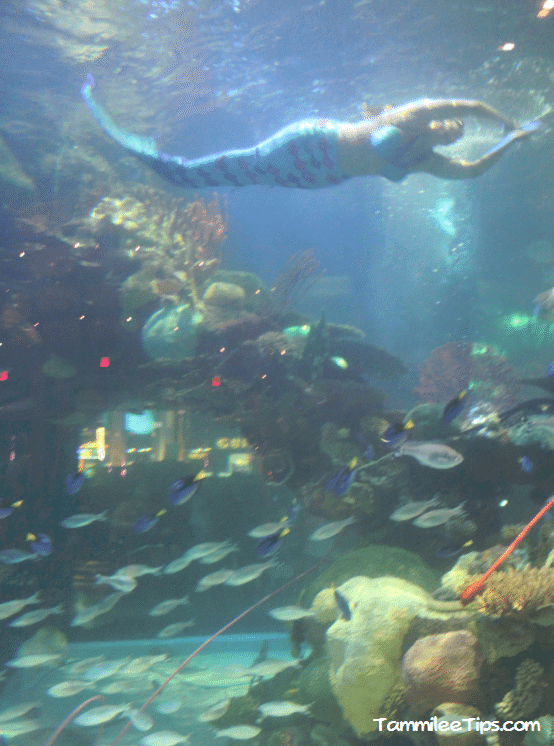 Ocean resort casino aquarium