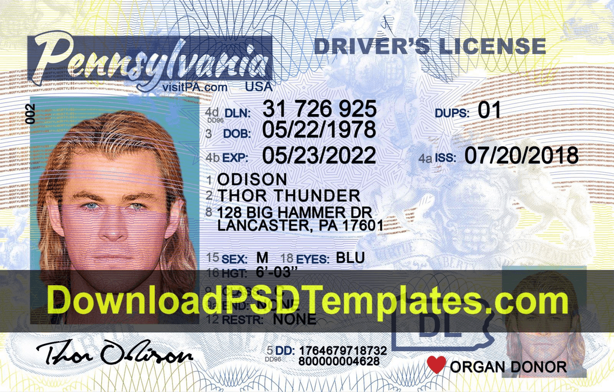 Blank driver's license template
