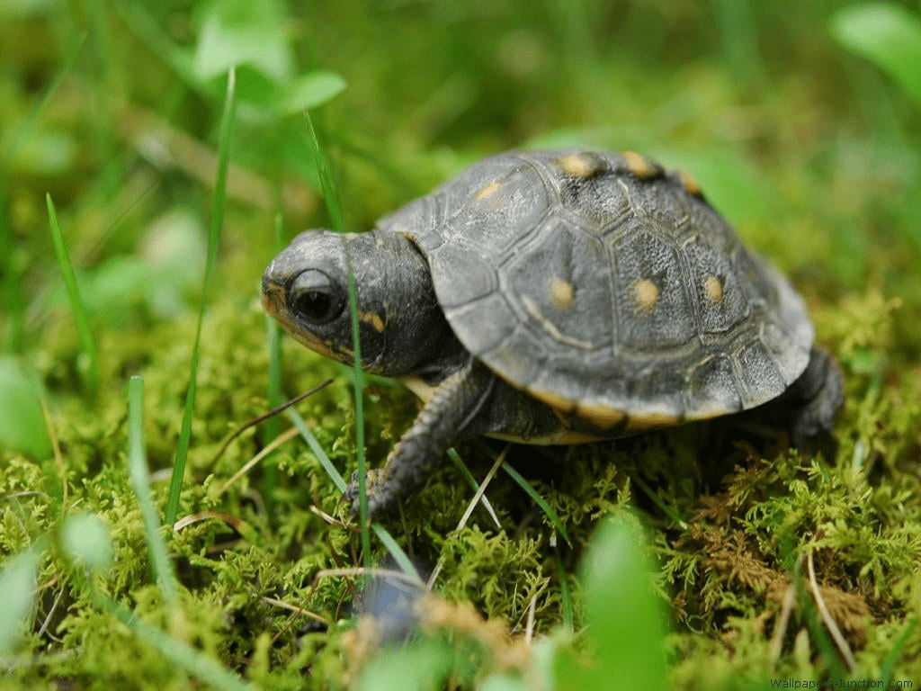 Pc logo software free download with turtle