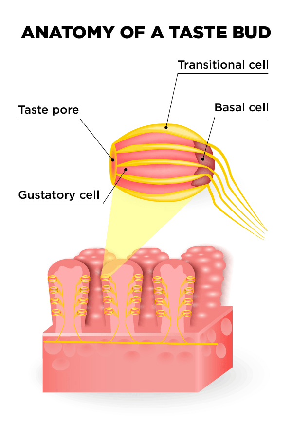 How to get your taste buds back after a cold