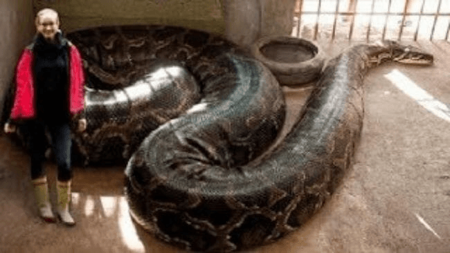 What is largest anaconda ever found