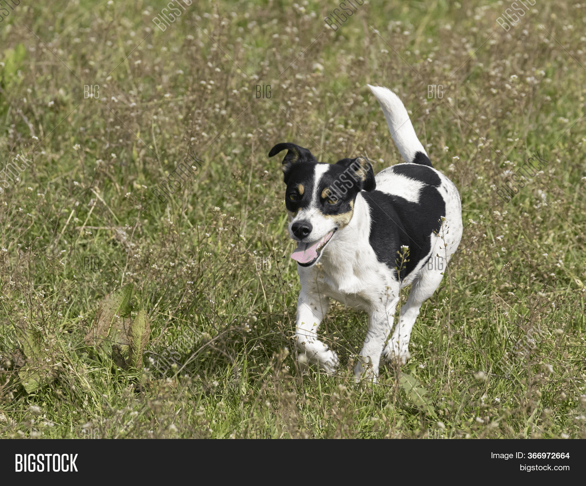 Jack Russell Terrier Mix Black