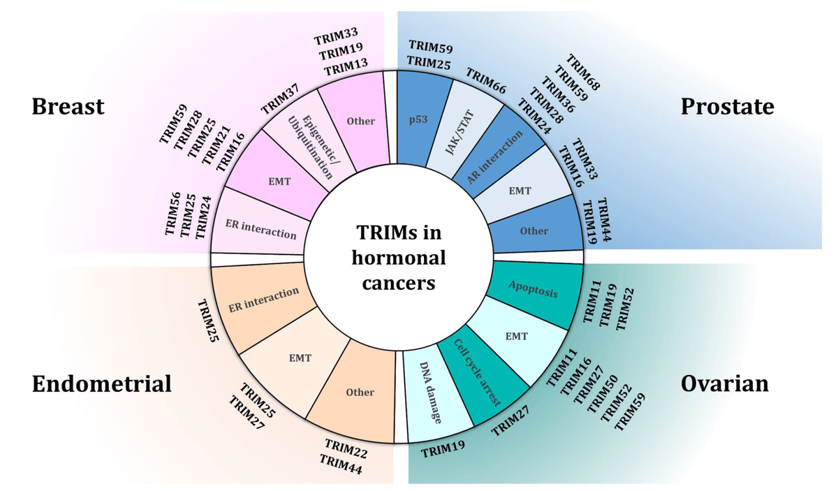 Ck2 change holding type