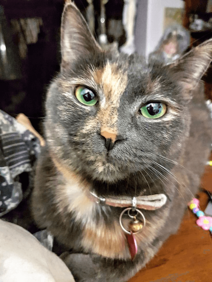 tortoiseshell tabby mix