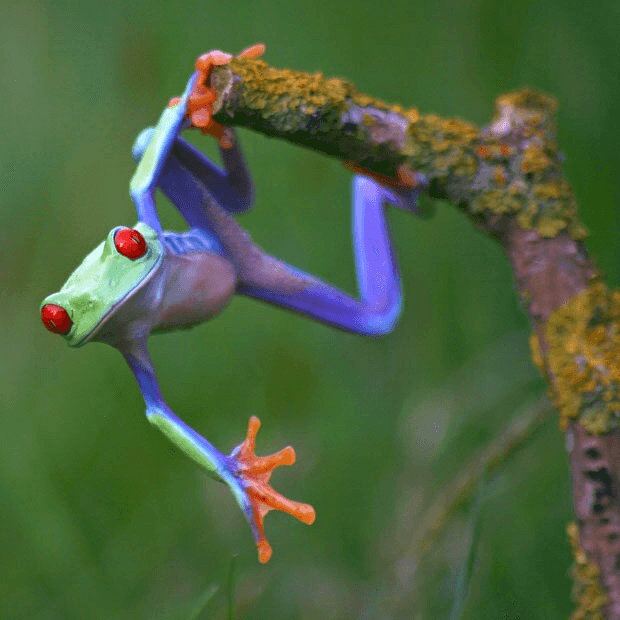 purple tree frog