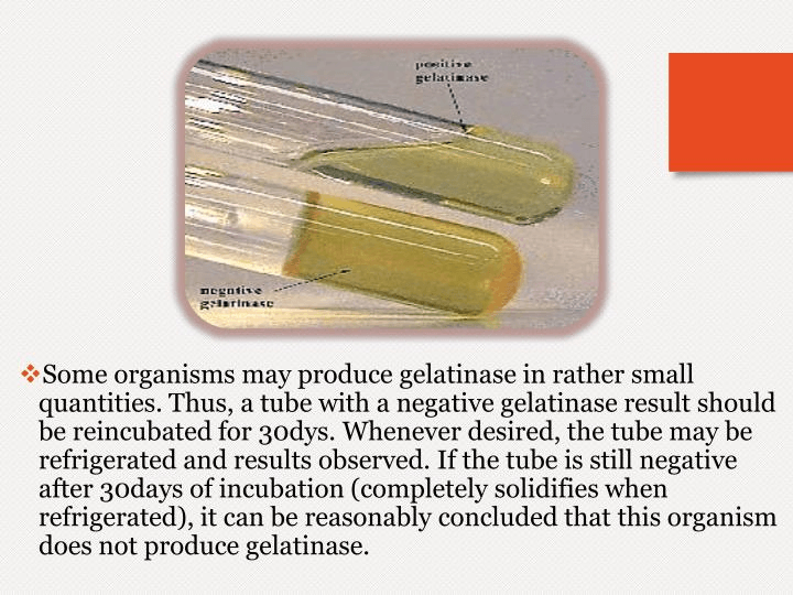 gelatinase test composition