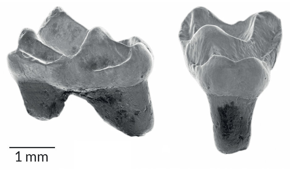 chimpanzee teeth structure